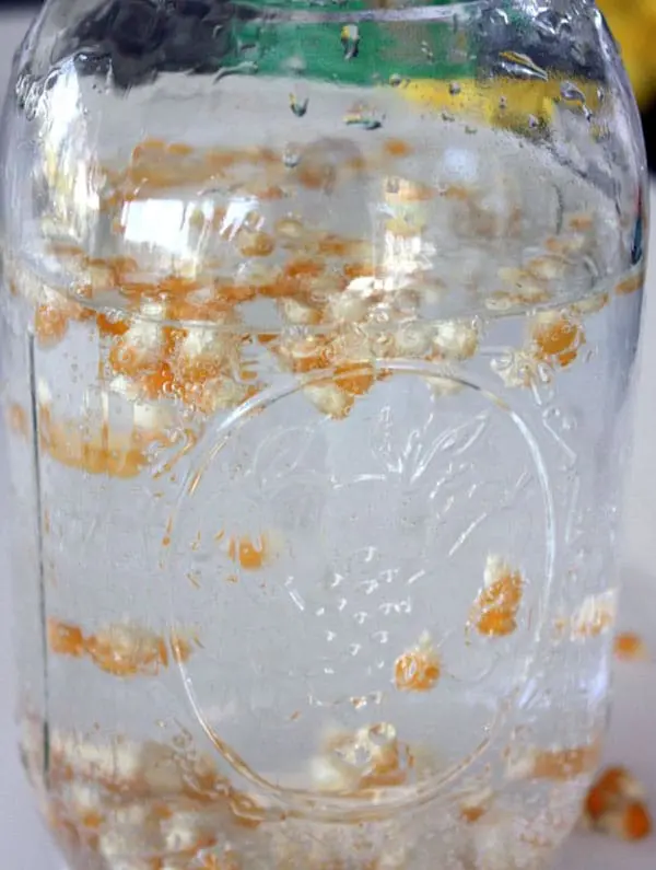 Dancing Popcorn Science Experiment - Carmel Mountain Preschool