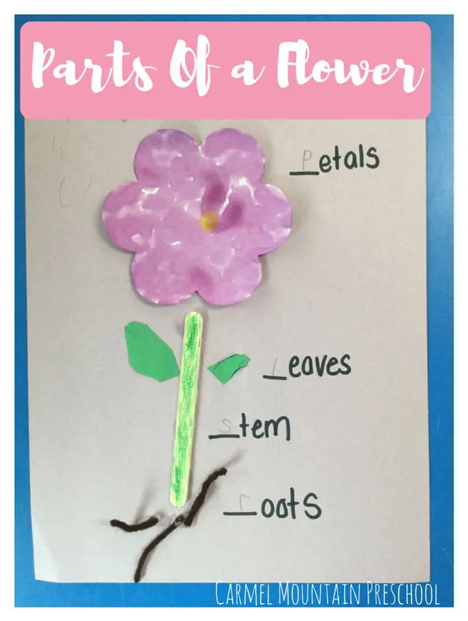 Parts of a Flower - Carmel Mountain Preschool