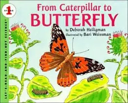 Stages of a Butterfly - Carmel Mountain Preschool