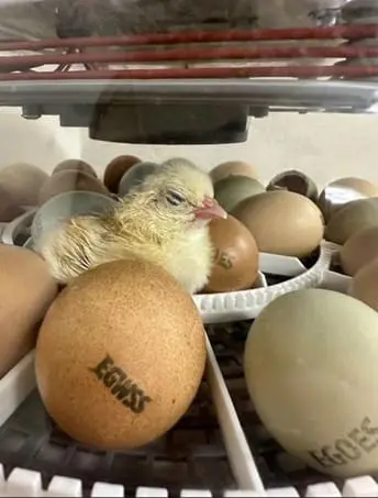 The Journey From Eggs To Chicks - Carmel Mountain Preschool