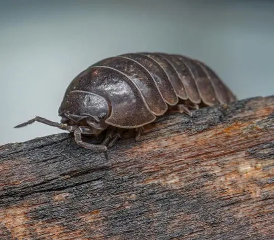Pill Bug Blog - Carmel Mountain Preschool