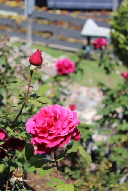 Gigi’s Rose Garden - Carmel Mountain Preschool